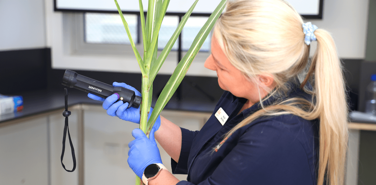 Sugar Research Australia: Innovating Sustainable Sugarcane