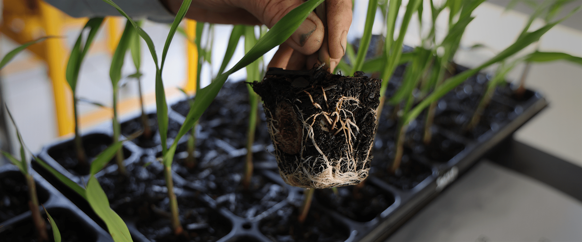 Our Plans - Sugar Research Australia