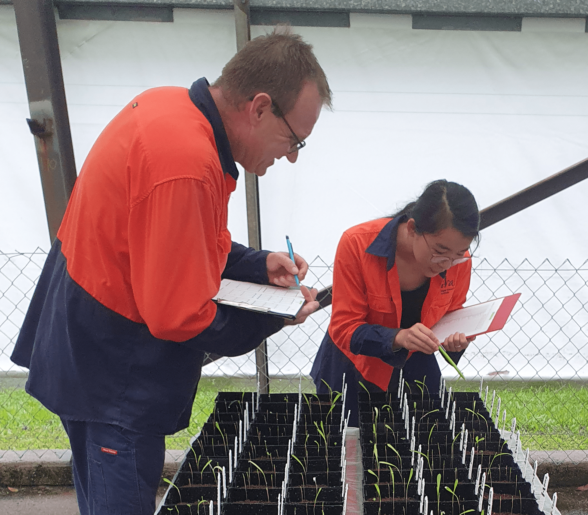 Pot trials identify effective pre-emergent herbicide treatments for ...